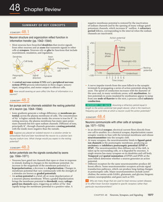 48 neurons, synapses, and signaling | PDF | Brain and Nervous System ...