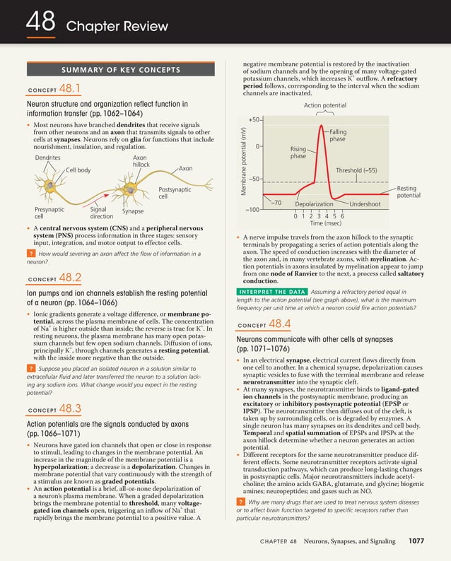 48 neurons, synapses, and signaling | PDF | Brain and Nervous System ...