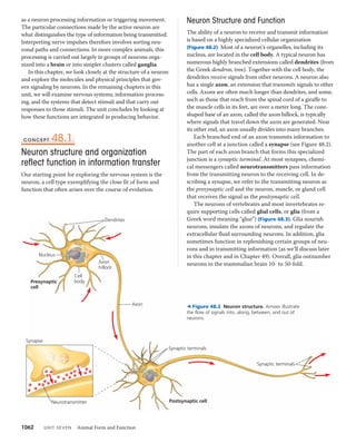 48 neurons, synapses, and signaling | PDF | Brain and Nervous System ...