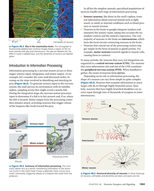 48 neurons, synapses, and signaling | PDF | Brain and Nervous System ...