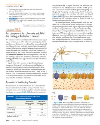 48 neurons, synapses, and signaling | PDF | Brain and Nervous System Disorders | Diseases and ...