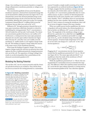 48 neurons, synapses, and signaling | PDF | Brain and Nervous System Disorders | Diseases and ...