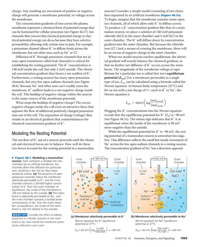 48 neurons, synapses, and signaling | PDF | Brain and Nervous System ...