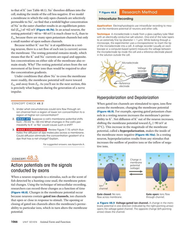 48 neurons, synapses, and signaling | PDF | Brain and Nervous System ...