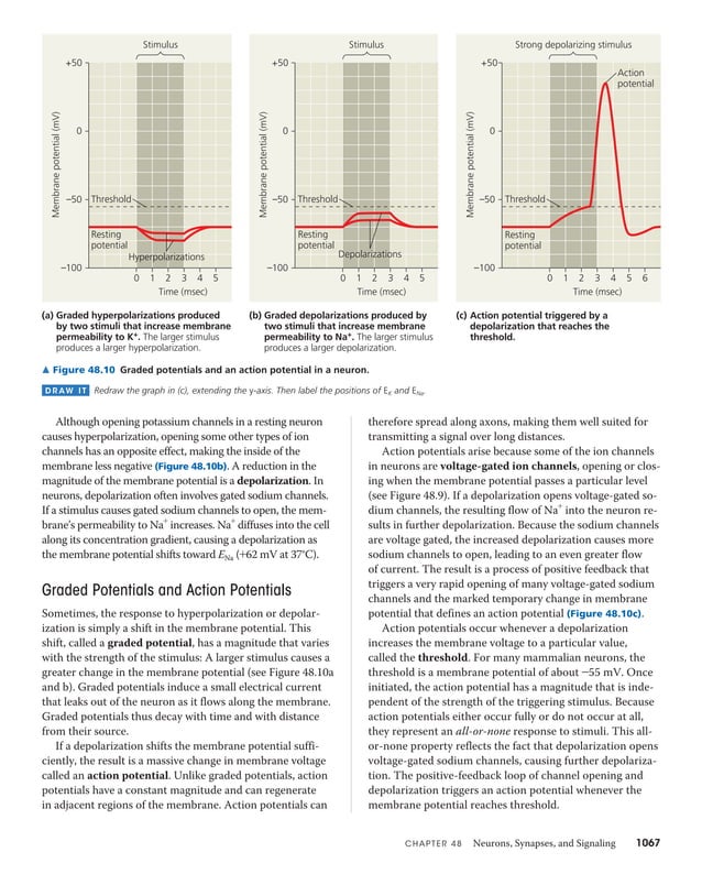 48 neurons, synapses, and signaling | PDF | Brain and Nervous System ...