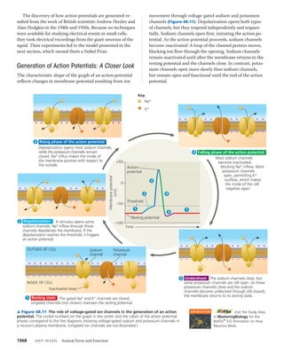 48 neurons, synapses, and signaling | PDF | Brain and Nervous System ...