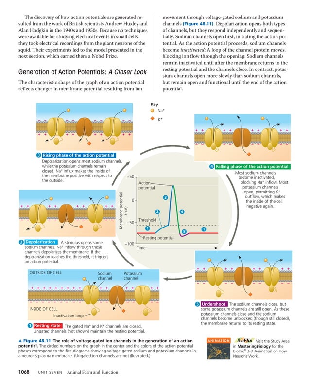 48 neurons, synapses, and signaling | PDF | Brain and Nervous System ...