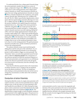 48 neurons, synapses, and signaling | PDF | Brain and Nervous System ...