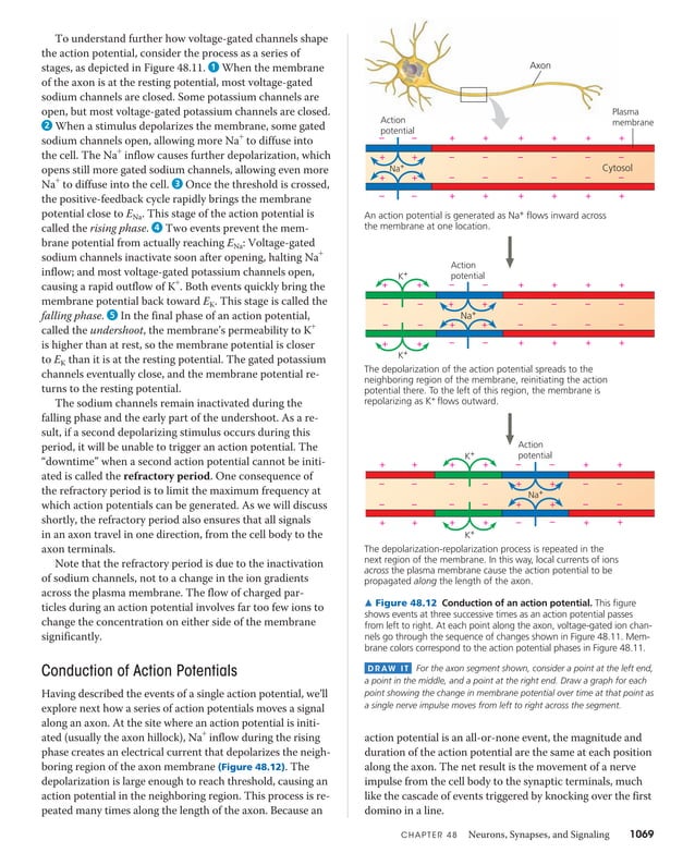 48 neurons, synapses, and signaling | PDF | Brain and Nervous System ...