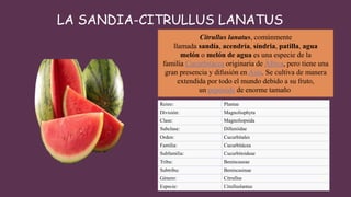 480215131-CLASIFICACION-TAXONOMICA-DE-LAS-FRUTAS-Y-VEGETALES-pptx.pptx