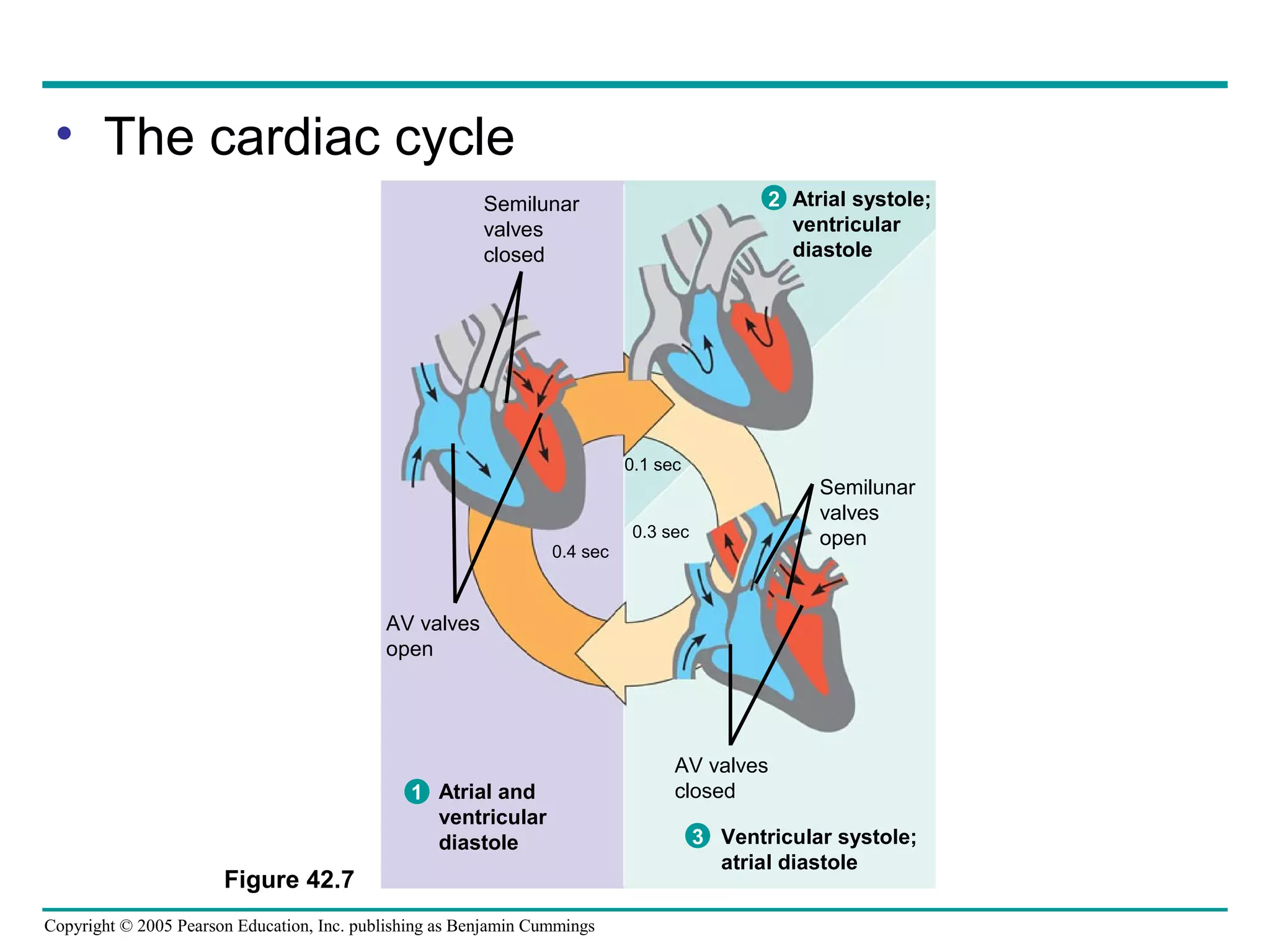 42-circulation-text-and gas exchange | PPT