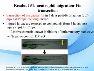 Zebrafish Chemical Screen for novel anti-inflammatory drugs - a ...
