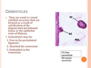 age change in dental hard tissue | PPTX