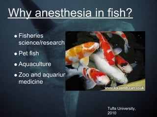 Fish_Presentation_Final | PPT