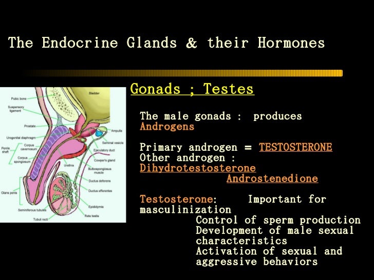 Gonads Definition Function Hormones Of Gonads