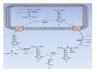 Urea Cycle or Ornithine Cycle- Function,Reactions,Regulation,GENERAL ...