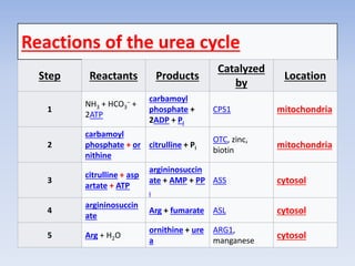 Urea Cycle or Ornithine Cycle- Function,Reactions,Regulation,GENERAL ...