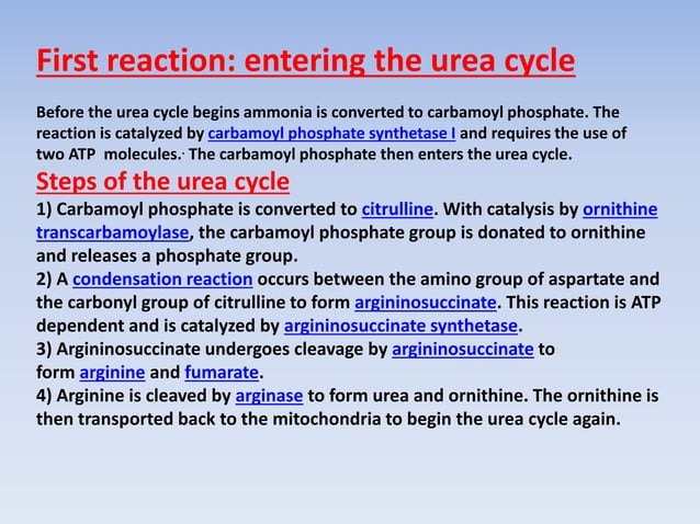 Urea Cycle or Ornithine Cycle- Function,Reactions,Regulation,GENERAL ...