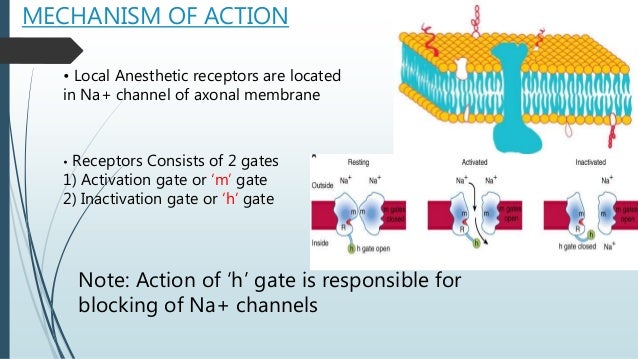 Local anesthesia Mechanism Of Action as well as types