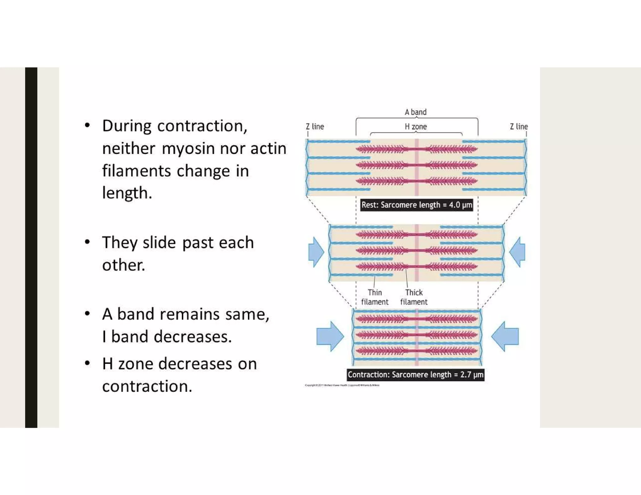 Muscles Contraction | PDF