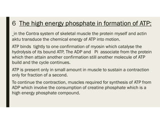 Muscles Contraction | PDF