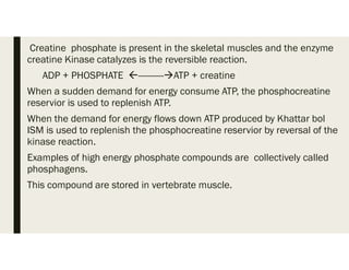 Muscles Contraction | PDF