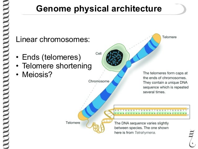 485 lec4 the_genome