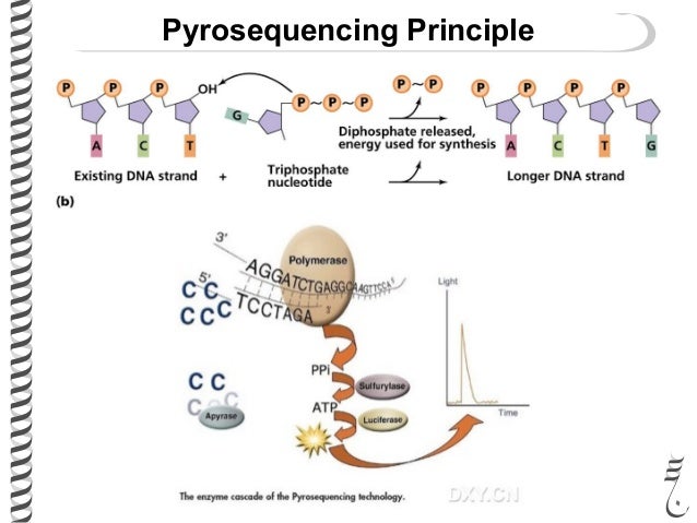 485 lec6 sequencing