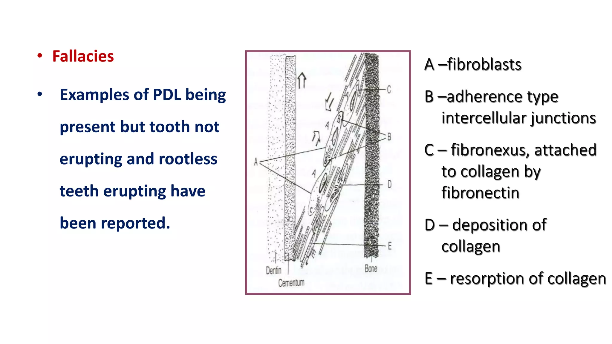 486 theories of tooth eruption | PPTX