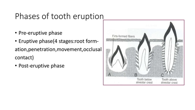 486 theories of tooth eruption | PPTX