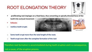 486 theories of tooth eruption | PPTX