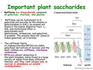 plant carbohydrate metabolism and synthesis | PPT