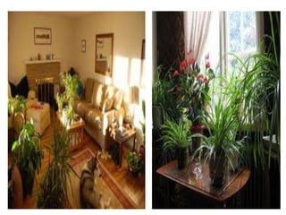 catalog-indoor-gardening-plants-techniques | PPTX