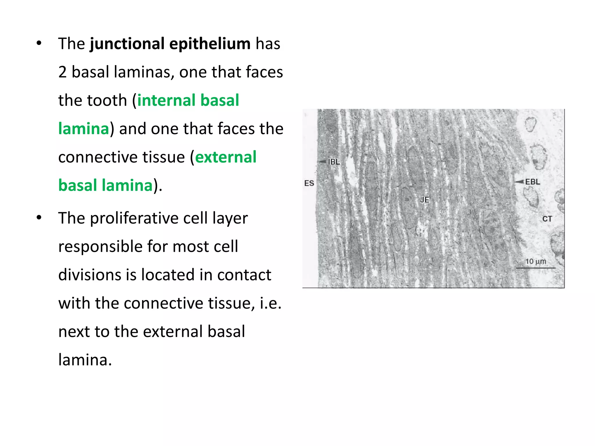 486 junctional epithelium | PPTX