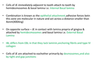 486 junctional epithelium | PPTX
