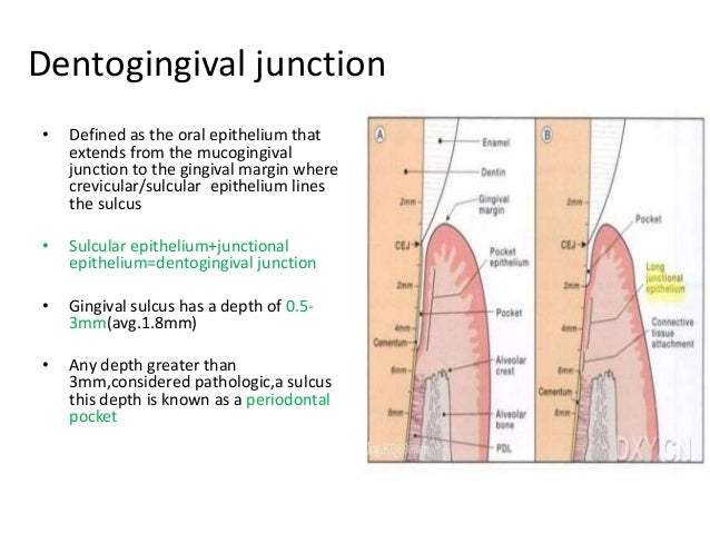 486 junctional epithelium