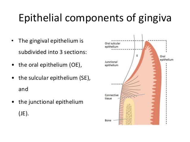 486 junctional epithelium