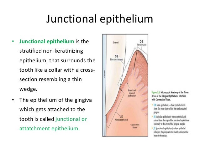 486 junctional epithelium