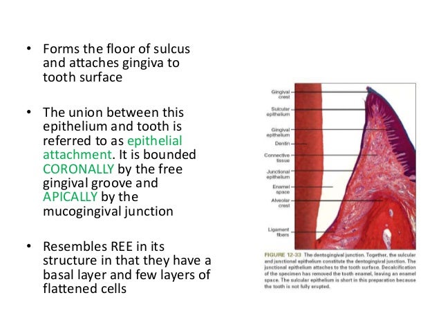 Epithelial Attachment Surface Modification Via Plasmid Mediated