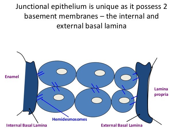 Internal Basal Lamina Chapter 2: Epithelial Tissue – Histology: An