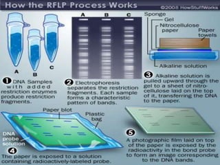 meat species of animals identification .ppt