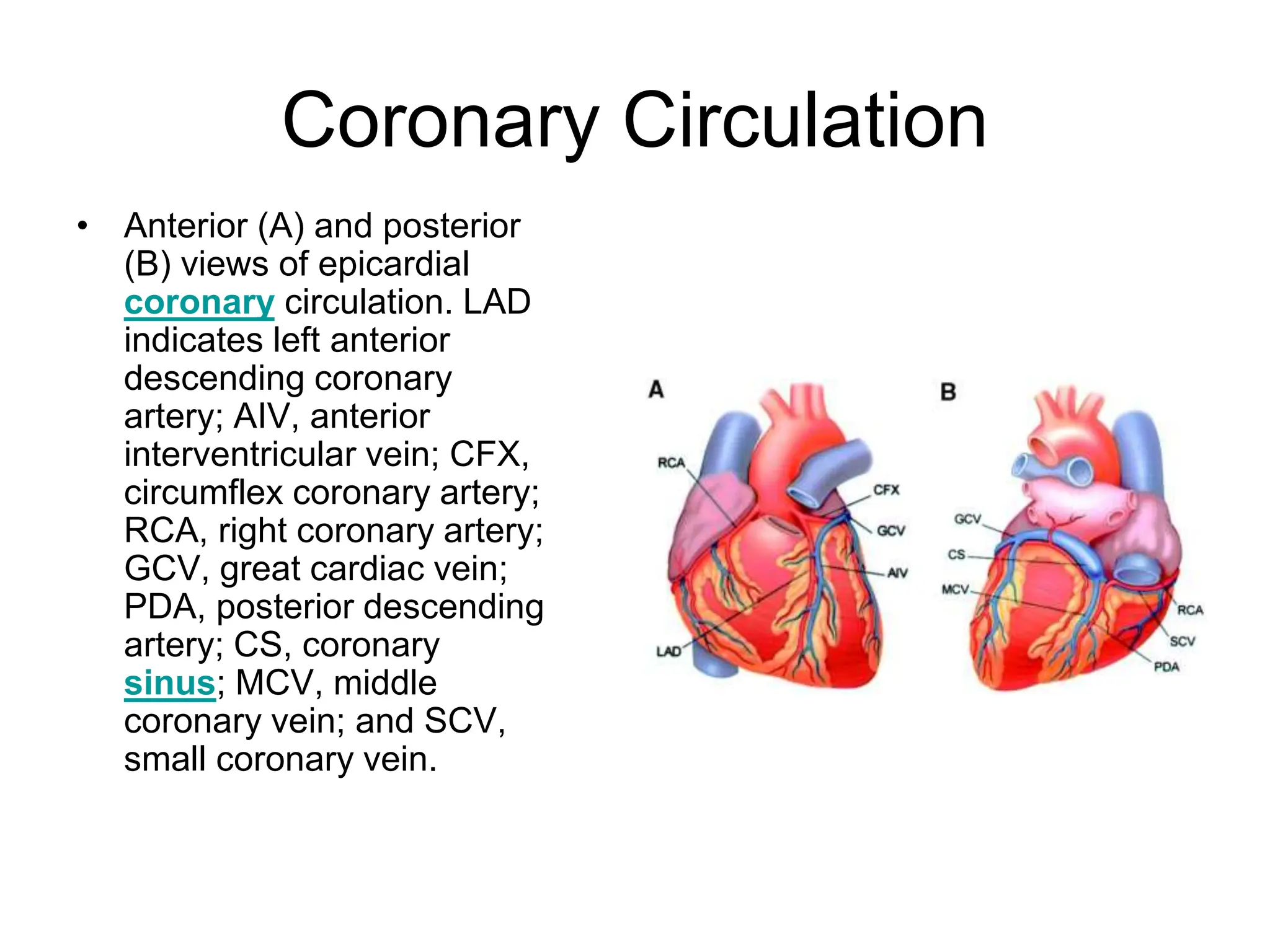 basic principles of cardiovasctular system | PPT