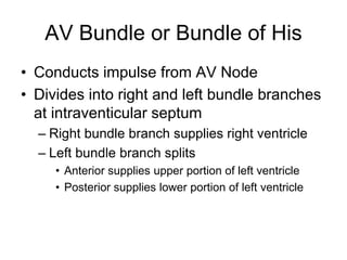 basic principles of cardiovasctular system | PPT