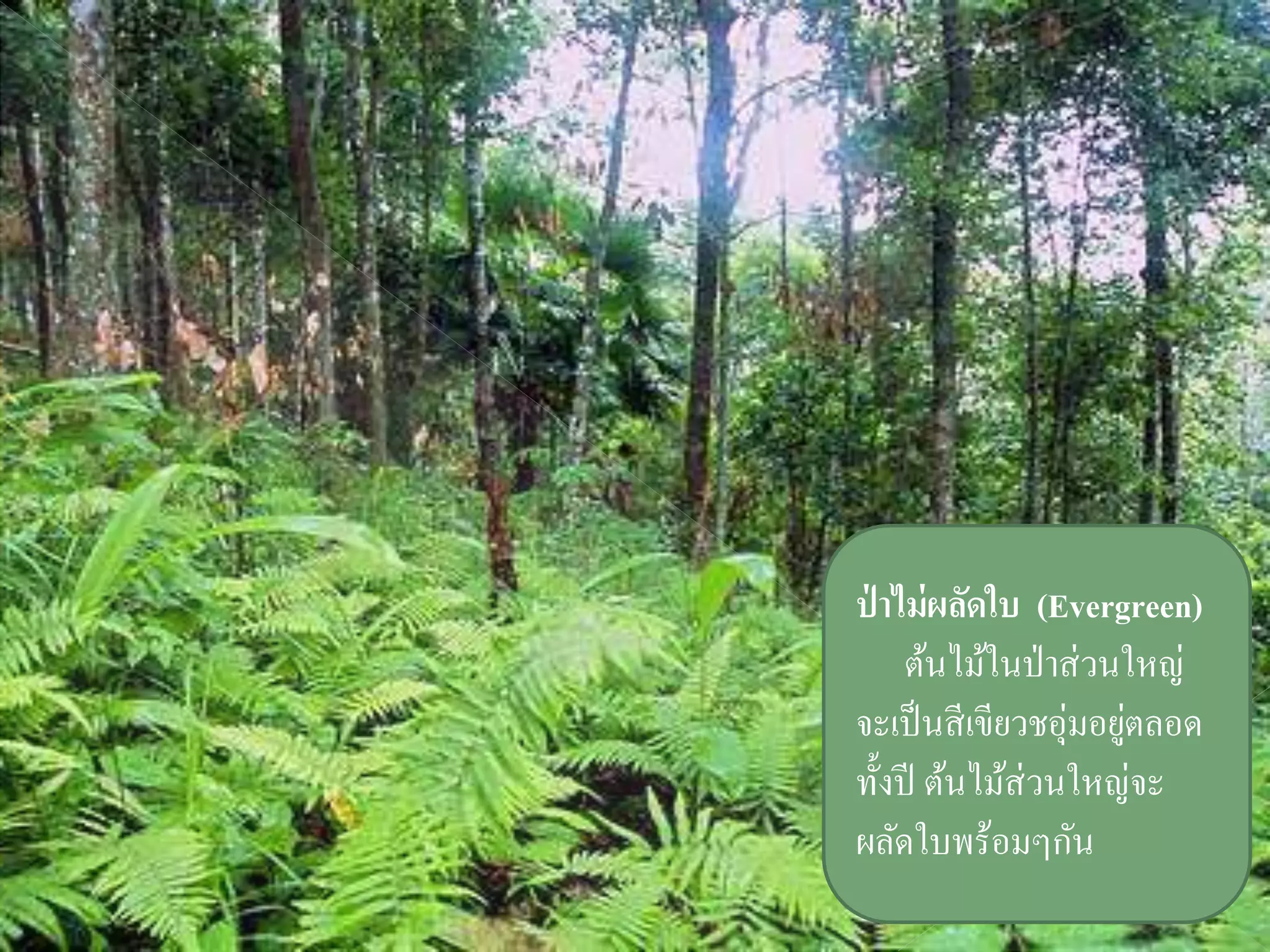 ทรัพยากรป่าไม้ในภาคเหนือ | PPTX
