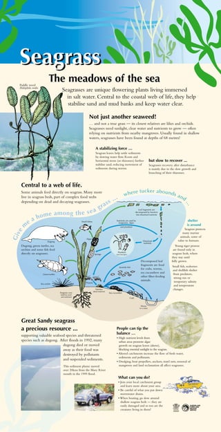 Coast Seagrass | PDF