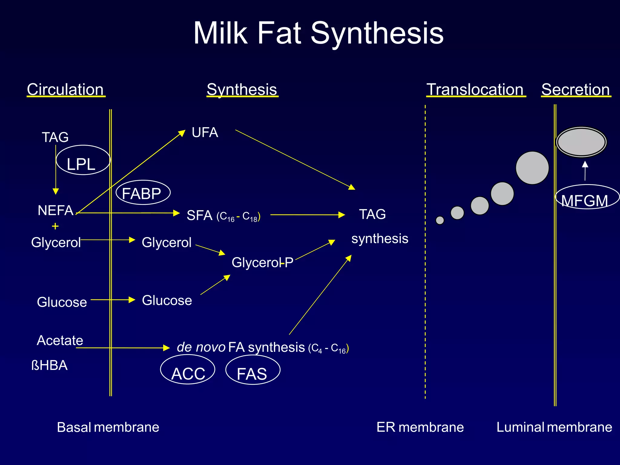 Composition and biosynthesis of milk component | PPTX