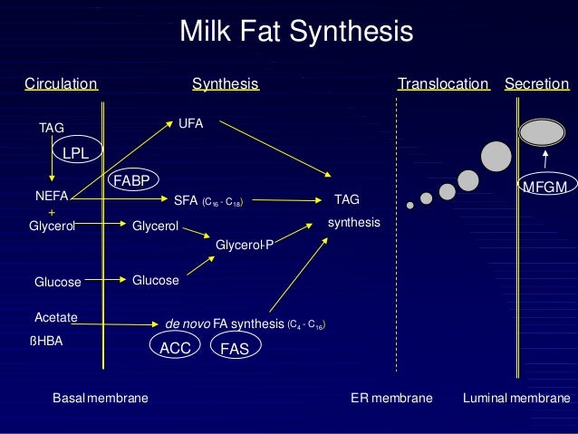 Composition and biosynthesis of milk component