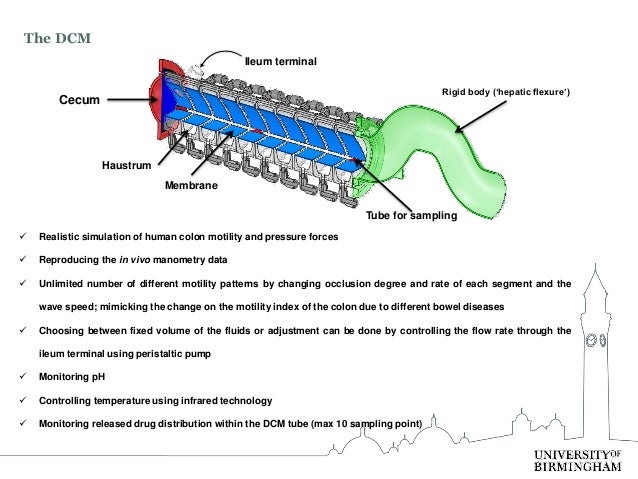 Dynamic Colon Model