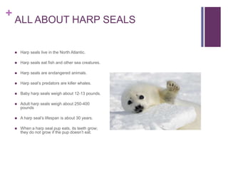 48 harpseal | PPT