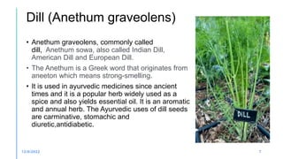 Dill_plant_All_Information | PPTX